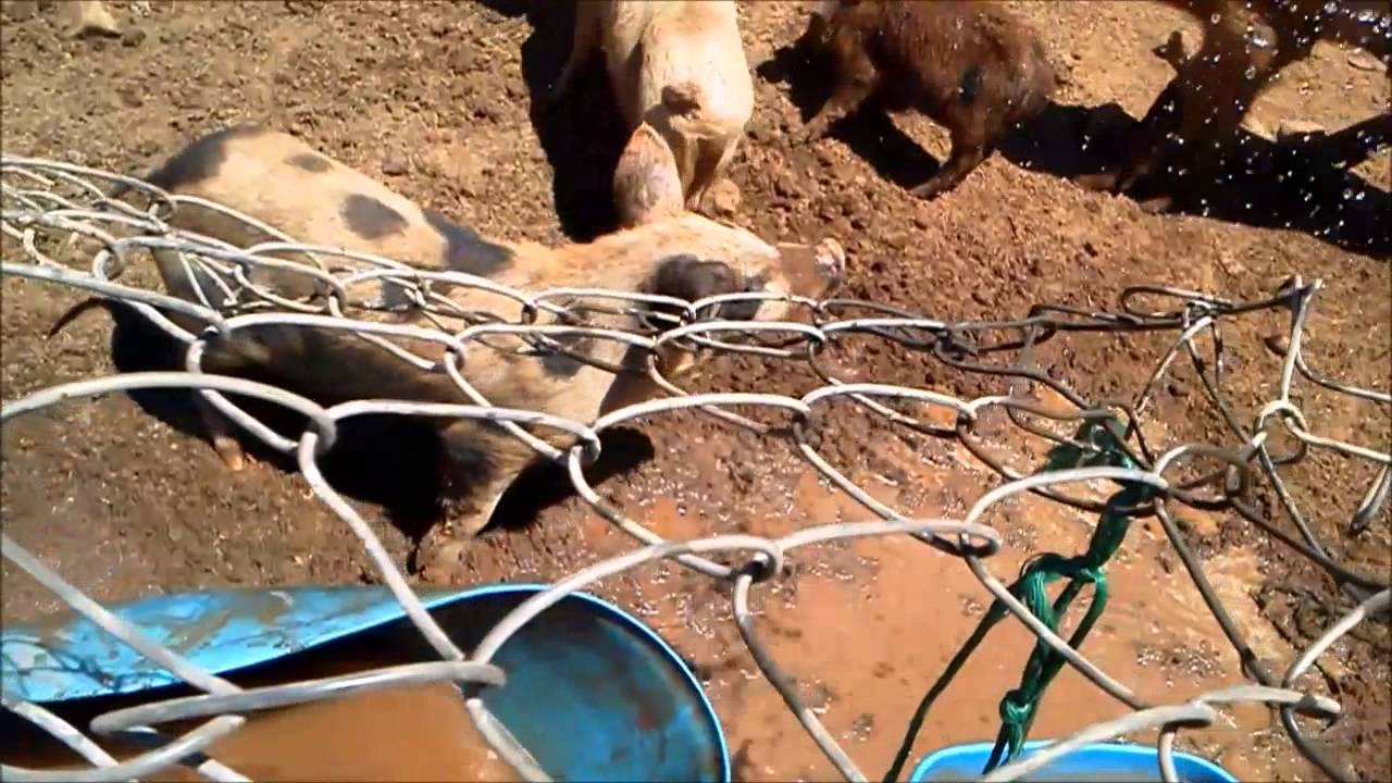 Skinny Dry Pigs, in Baja, Getting Wet And Nursing Piglets. - YouTube