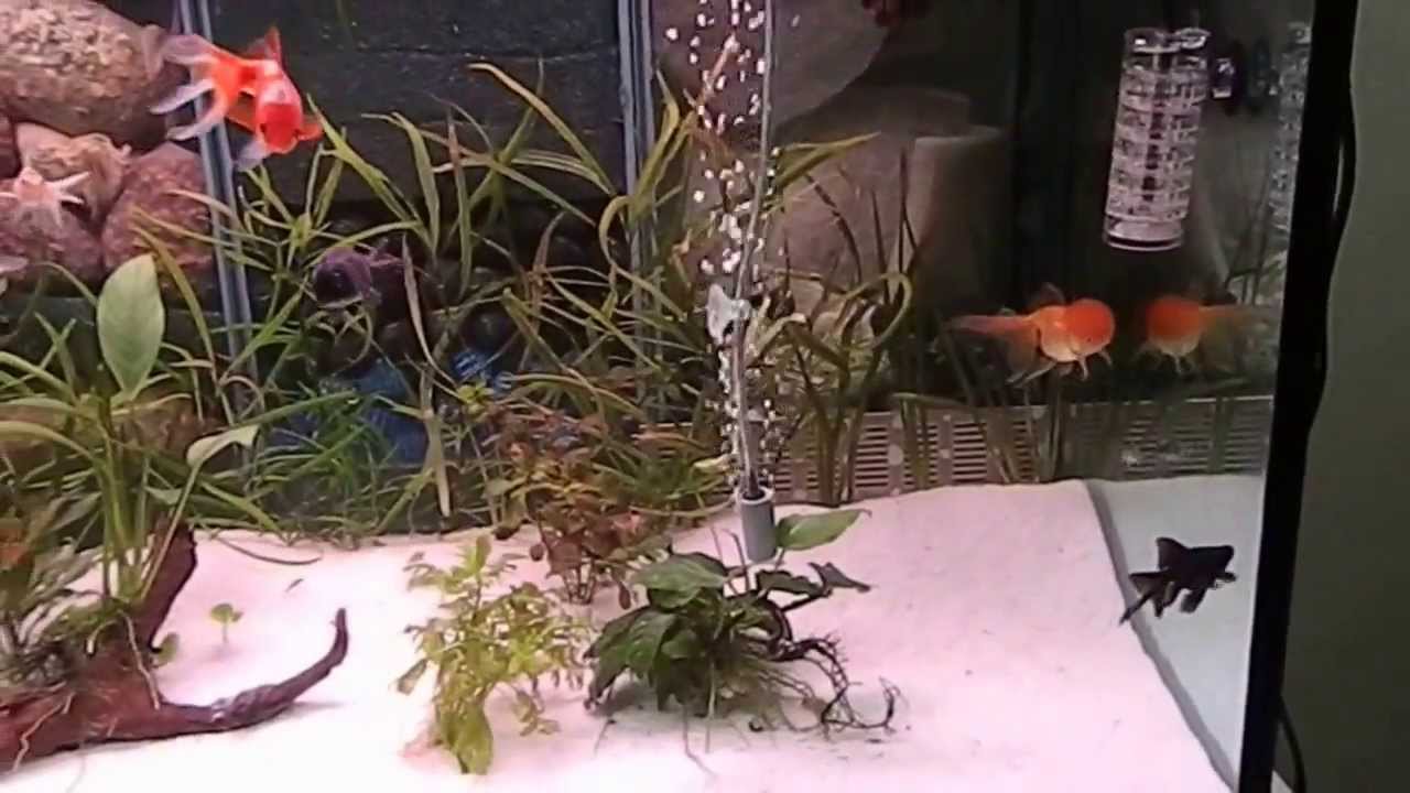 600 litre Goldfish Aquarium. - YouTube