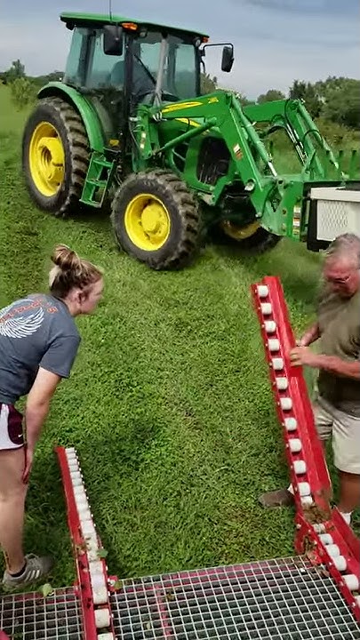 2018 Aronia Berry Harvest - 3 - YouTube