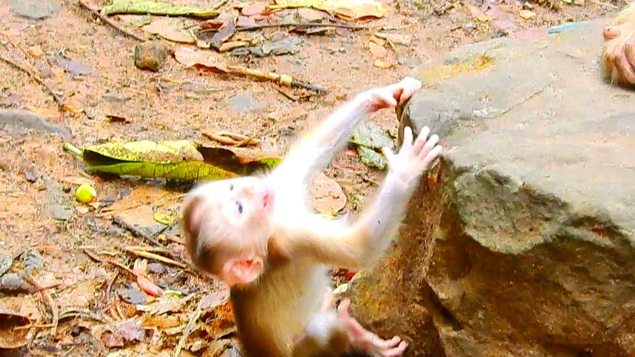 Situation newborn baby Janifer fall backward while climb up - YouTube