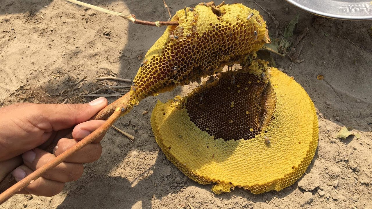 Best video how to remove honey easy shad utarne Ka tarika #Mimikmirza ...