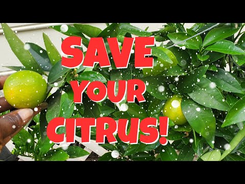 How To Protect Citrus Trees in Winter🍋 ️ - YouTube