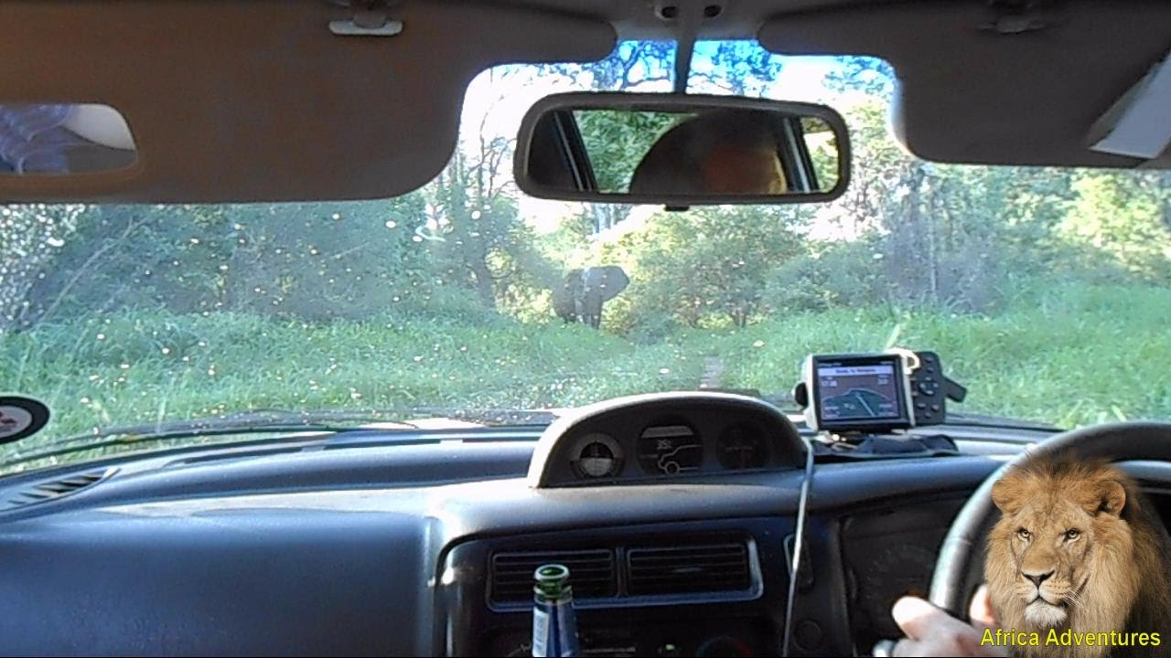 ☻FUNNY. Elephant Charges Car. - YouTube