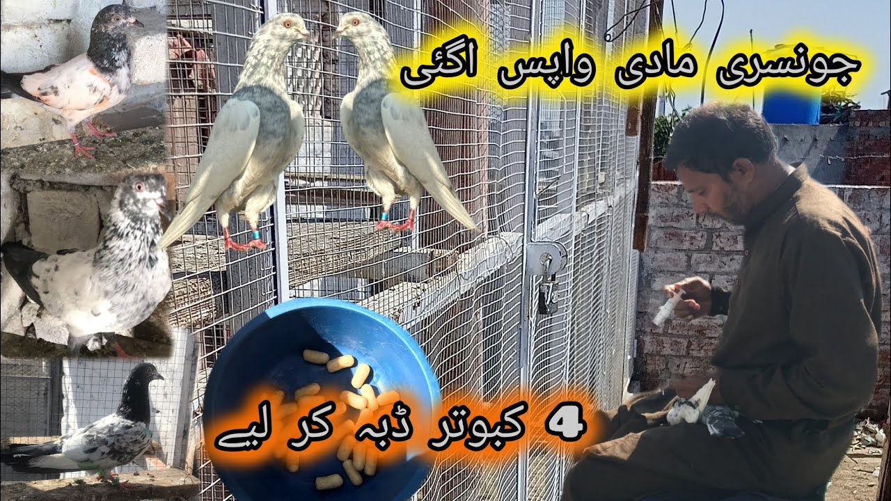 Haider ki jonsari kabootari wapis a gai 😃|| 4 kabootar bi pakre ...