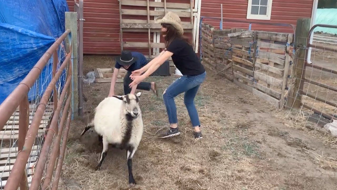 How to Catch a Sheep - YouTube