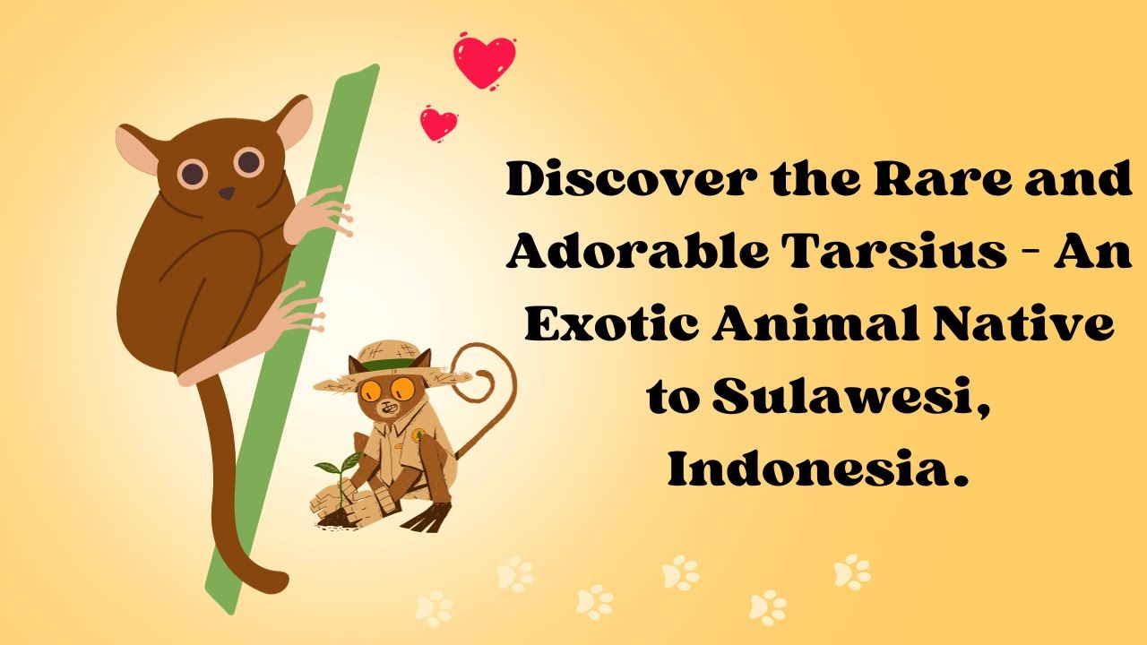 Tarsius, a rare animal originating from Sulewesi, Indonesia - YouTube