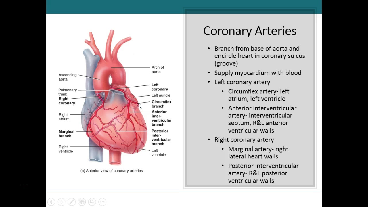2. Systemic, Pulmonary, and Coronary circuits and MI - YouTube