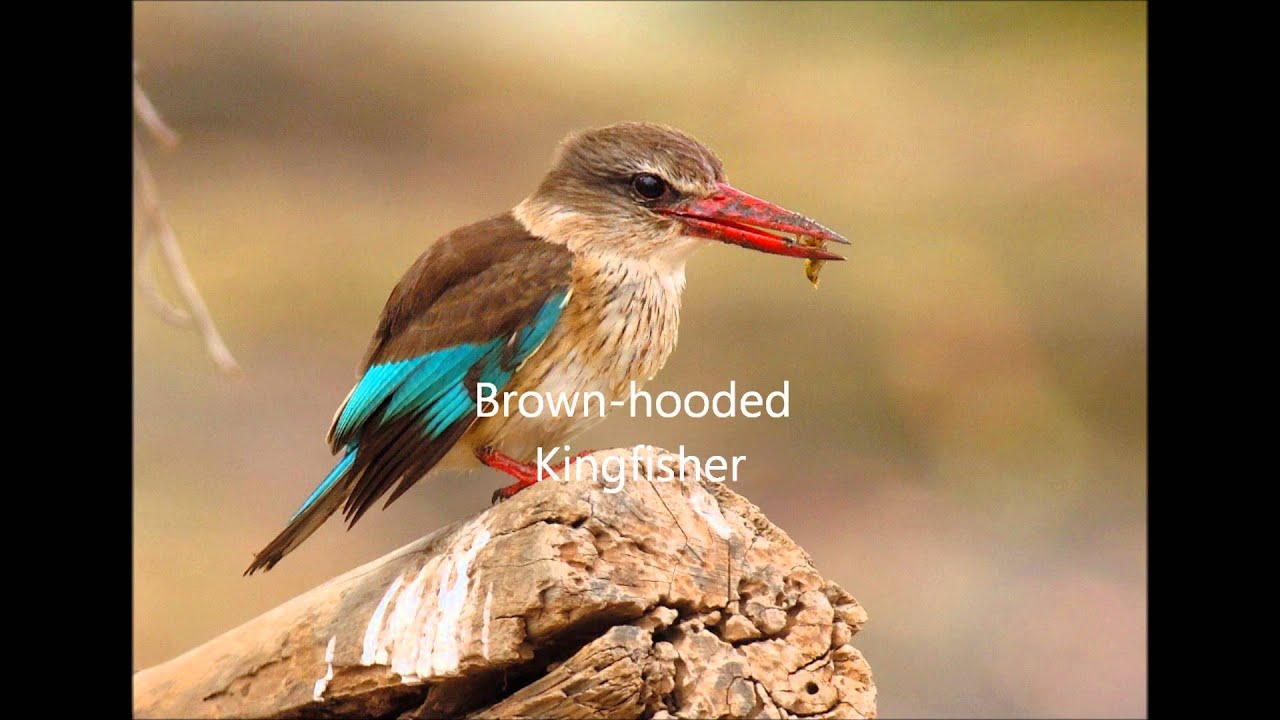 Birds of Zimbabwe Part 3 - YouTube