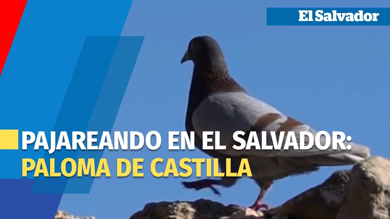 Paloma de castilla ¿puede ser una mascota? - YouTube