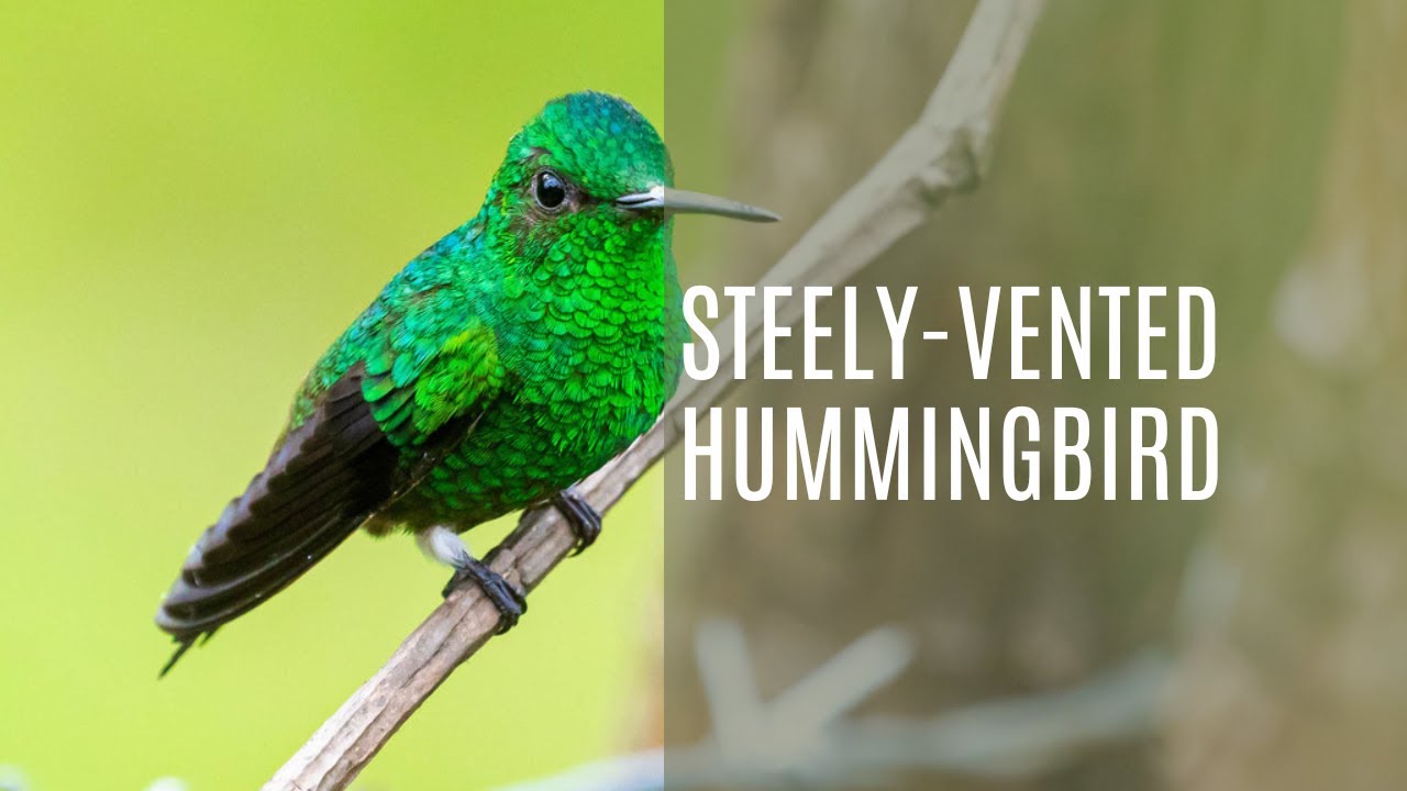 Steely Vented Hummingbird (Saucerottia Saucerottei) - YouTube