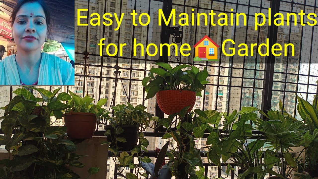 Easy to maintain plants for home garden🏡@gardeningwithgeetkumar - YouTube