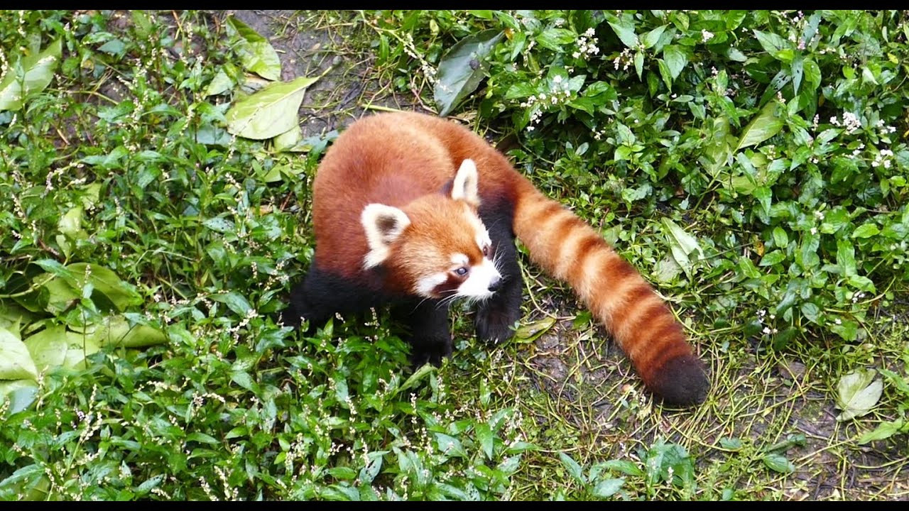 Panda Ruda w Ogrodzie Zoologicznym w Chongqing - Chiny 10/2018 - YouTube