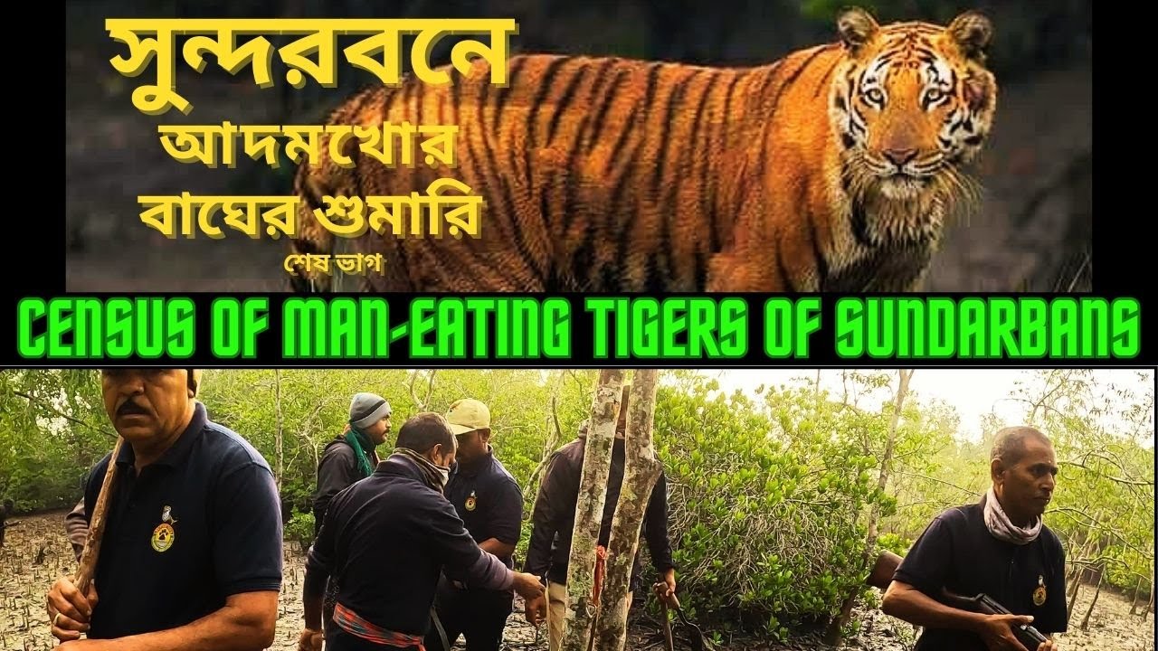 সুন্দরবনে আদমখোর বাঘের গণনা শেষ হলো?/End of the census of man-eating tigers inside the Suburbans ...