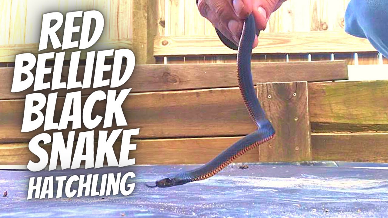 Hatchling Red Bellied Black Snake - YouTube