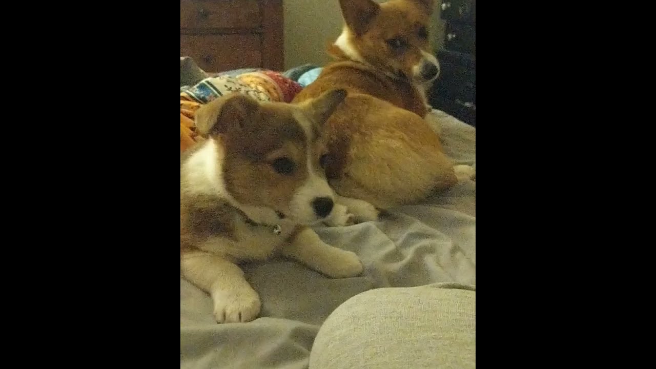Corgi fight - YouTube