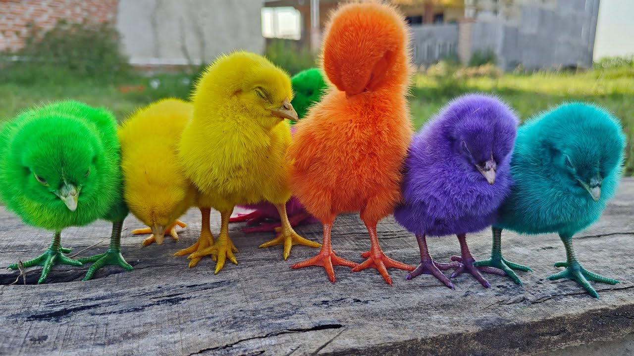 Catch millions of cute chickens, colorful chickens, rainbow chickens, rabbits, ducks, cute ...