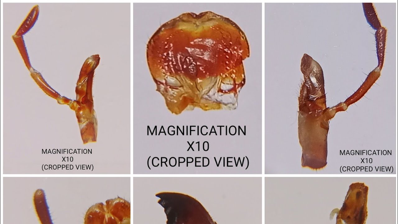 Inaccurately dissected mouth parts of Cockroach (Periplaneta sp.) - YouTube