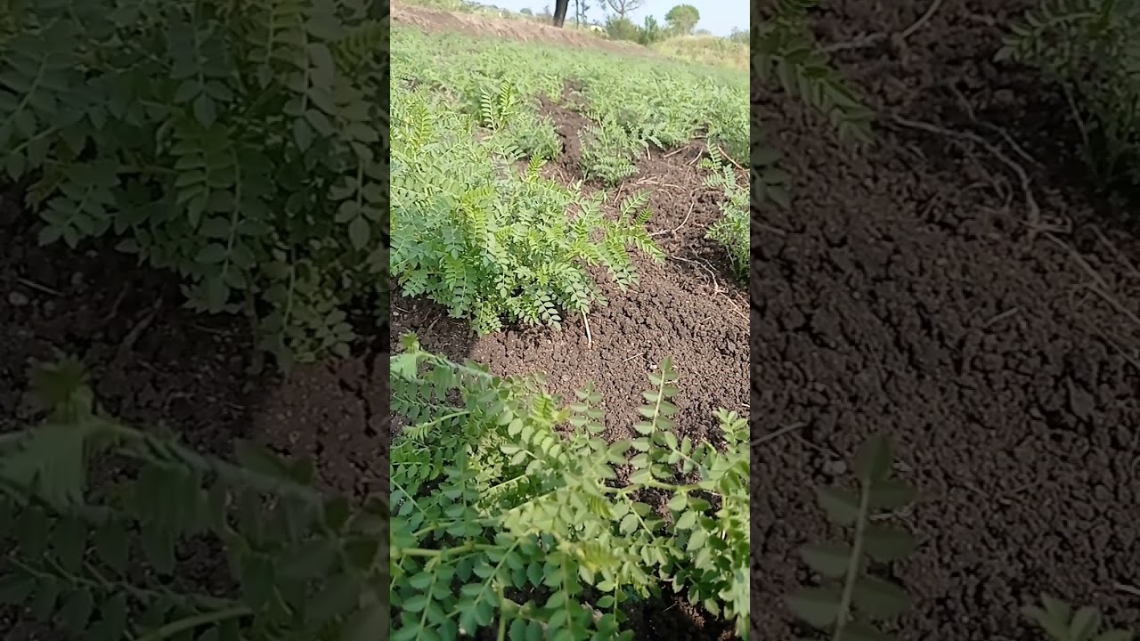 Gram crop harbhara plants - YouTube