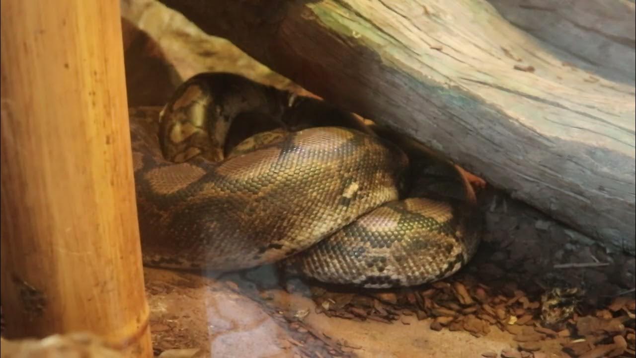Large Python Snake At The Zoo Up Close Look At This Fierce Animal - YouTube