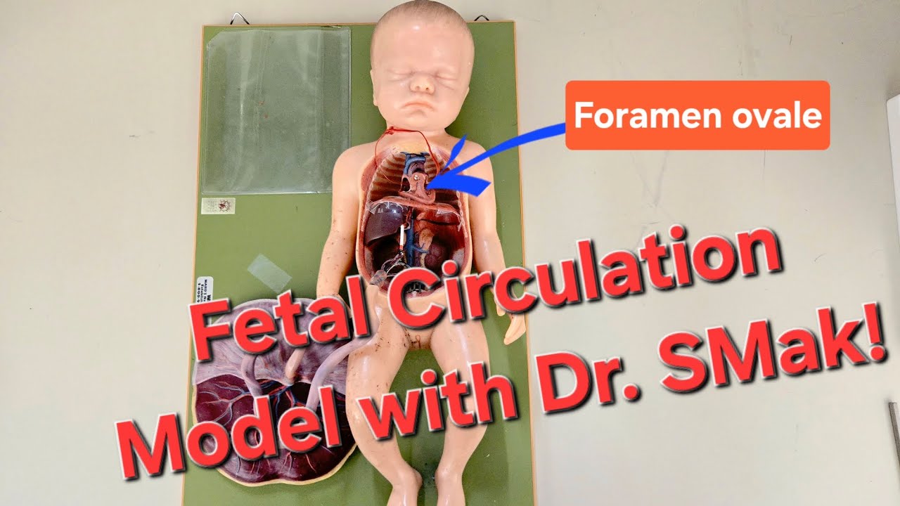 Fetal Circulation Model with Dr. SMak! - YouTube