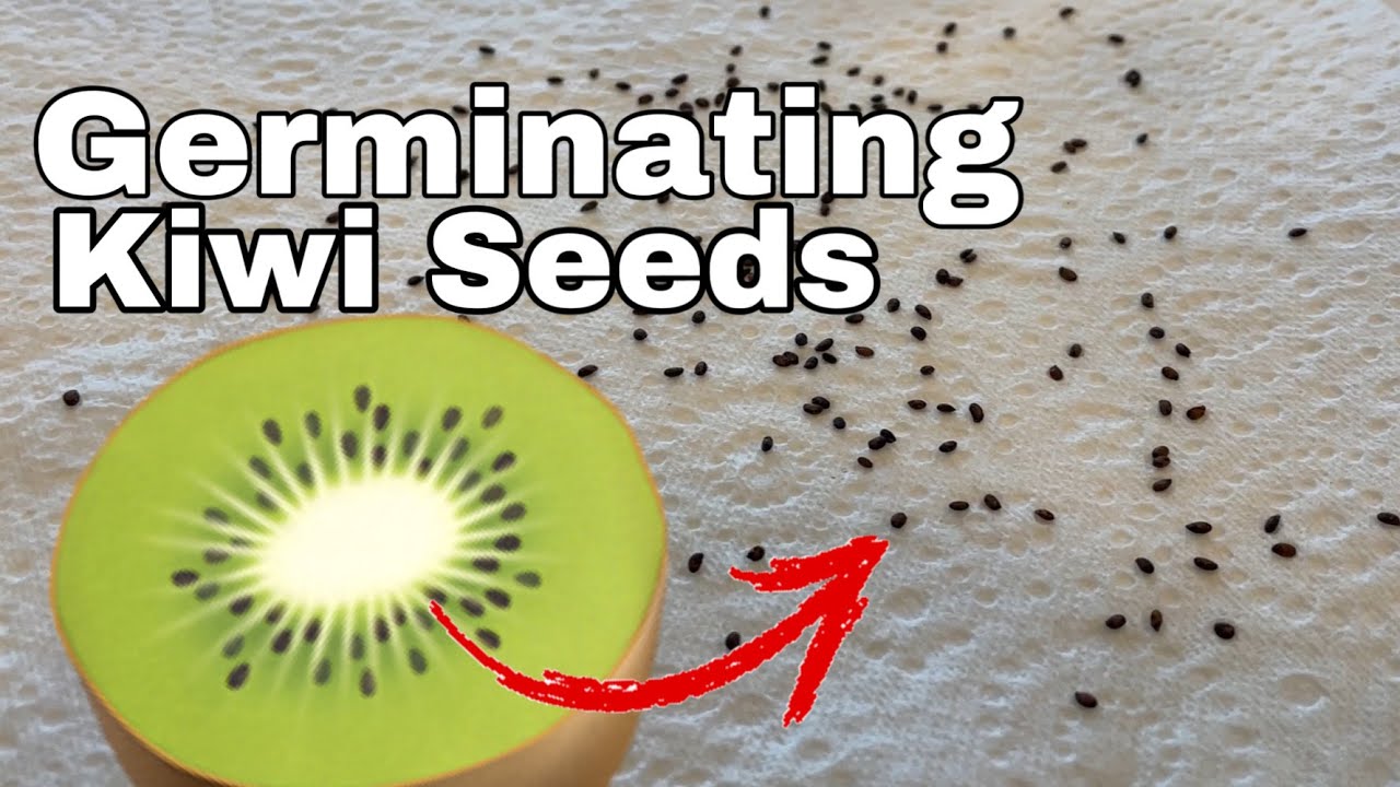 How to Germinate Kiwi Seeds - Scott Grows a Kiwi Vine - YouTube