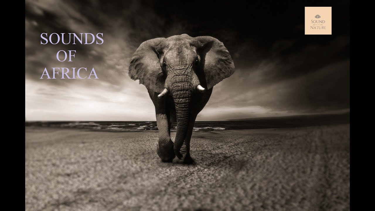 2 HORAS de los MEJORES SONIDOS de AFRICA.-THE BEST SOUNDS OF AFRICA ...