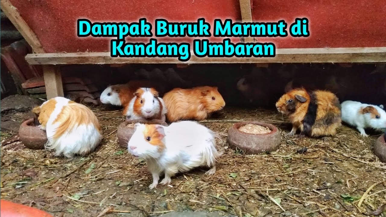 Penyebab Marmut Mudah Kembung dan Sakit Gatal - YouTube