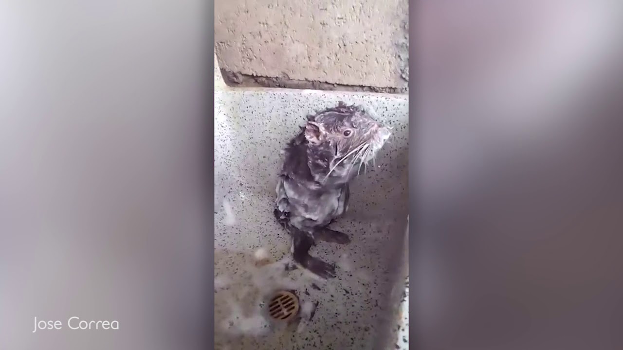 Rat Washes Itself Like Human - YouTube