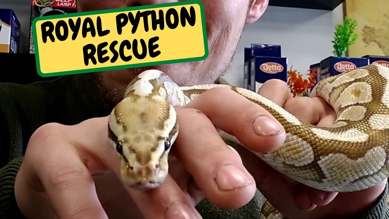 Royal Python Rescue, Heat Mat VS Heat Bulb (Snake Island Exotics) - YouTube