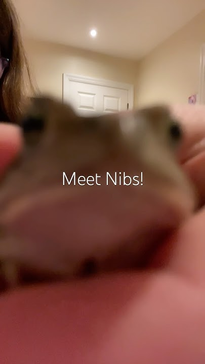 Meet Nibs! - YouTube