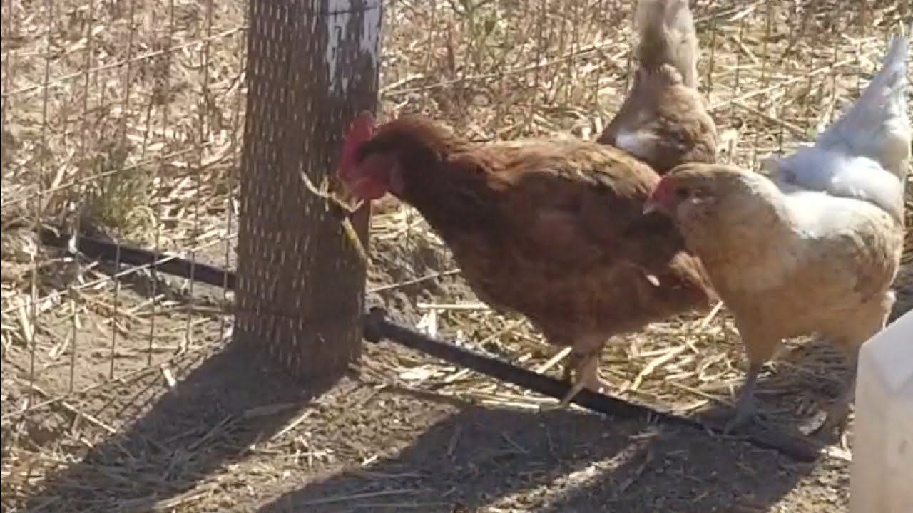 Scorpion chicken rodeo - YouTube