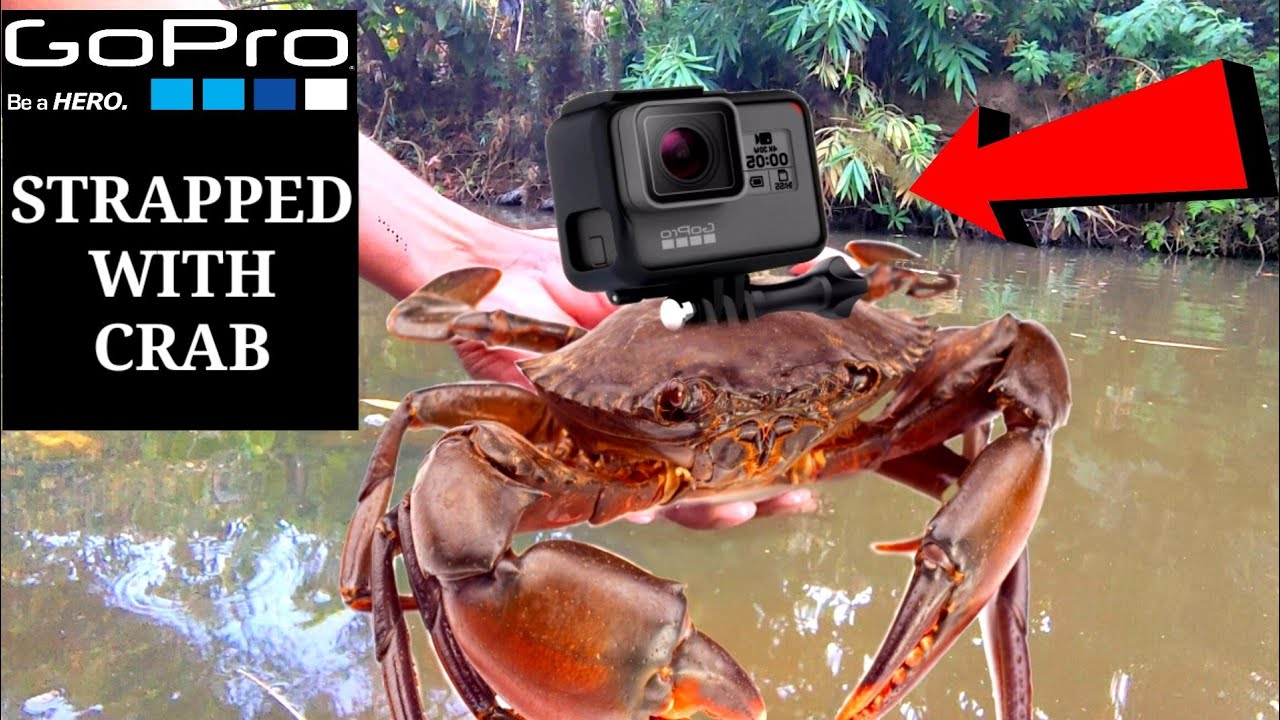 I Strapped a GoPro on a crab | crab with camera Kerala underwater video ...