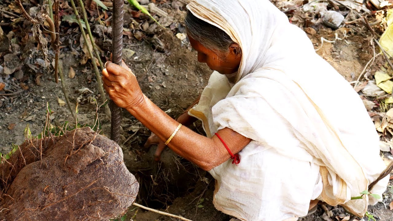Niramish Kham Aloo Recipe | Big Size Kham Potato Recipe by Grandmother ...