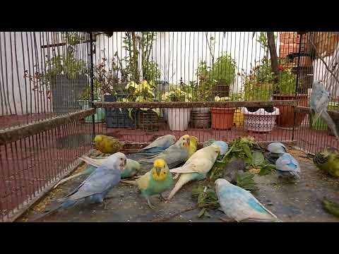 The Art of Budgie Breeding Colors that Cash In! 🦜✨