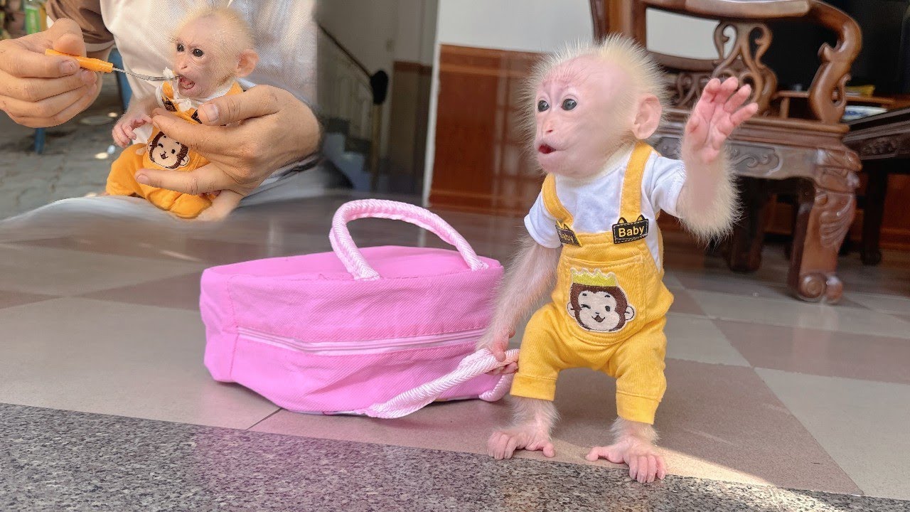 Lulu the monkey's new experience , Dad takes her out for breakfast ...