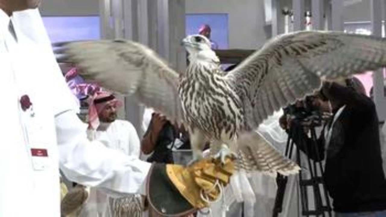 El halcón milenario de Qatar 2022 - YouTube