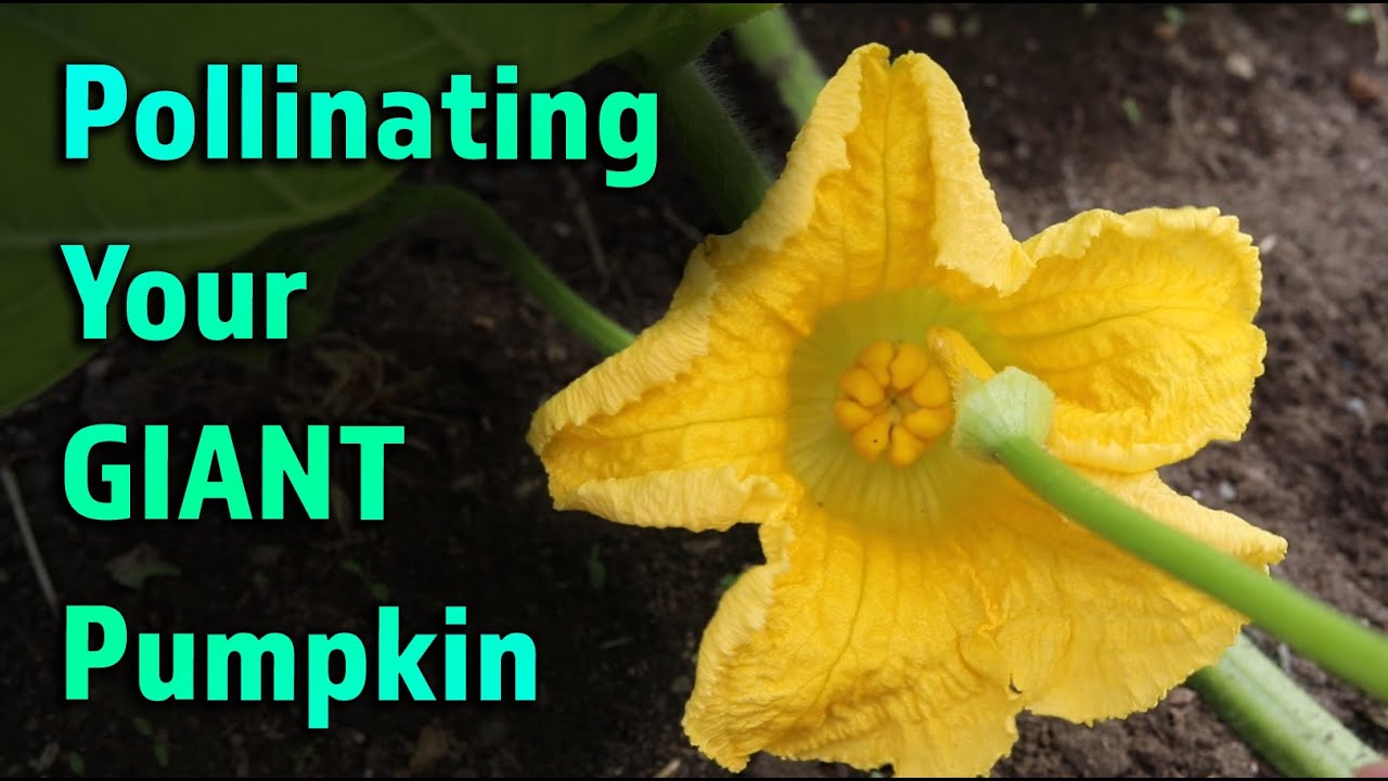 How to Pollinate a GIANT Pumpkin | Giant Pumpkin Beginner Tips - YouTube