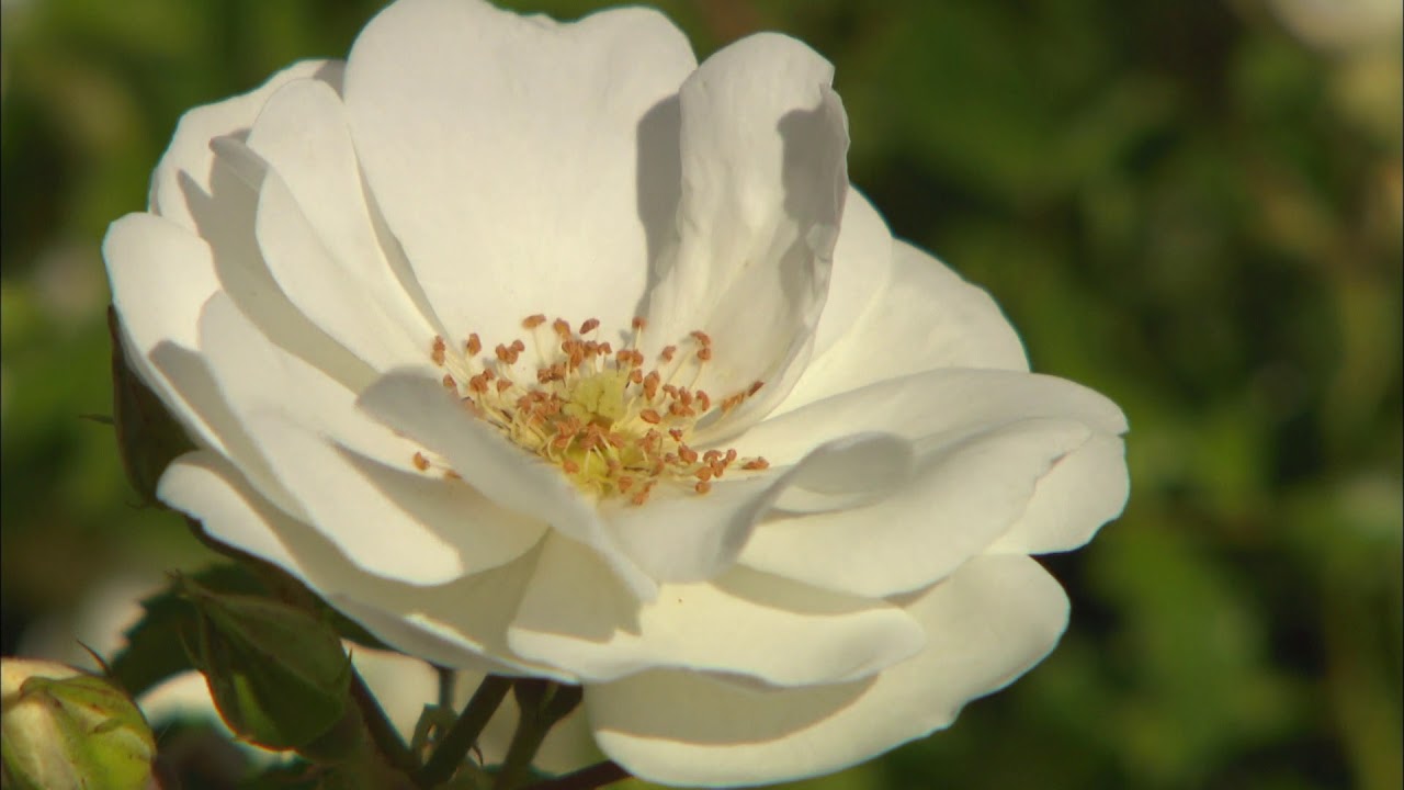 The Garden Gurus - Flower Carpet Roses - YouTube