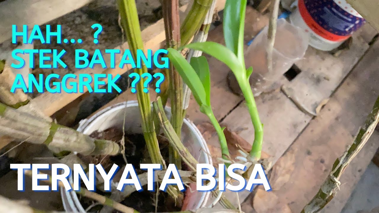 Perbanyakan anggrek dengan cara stek batang tua ternyata sangat mudah praktis gampang tumbuh ...