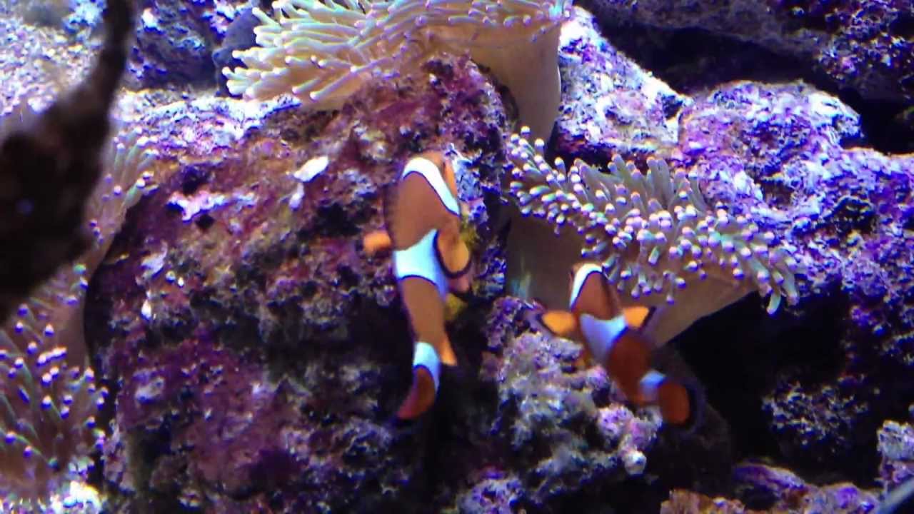 Common clowns spawning today ! - YouTube
