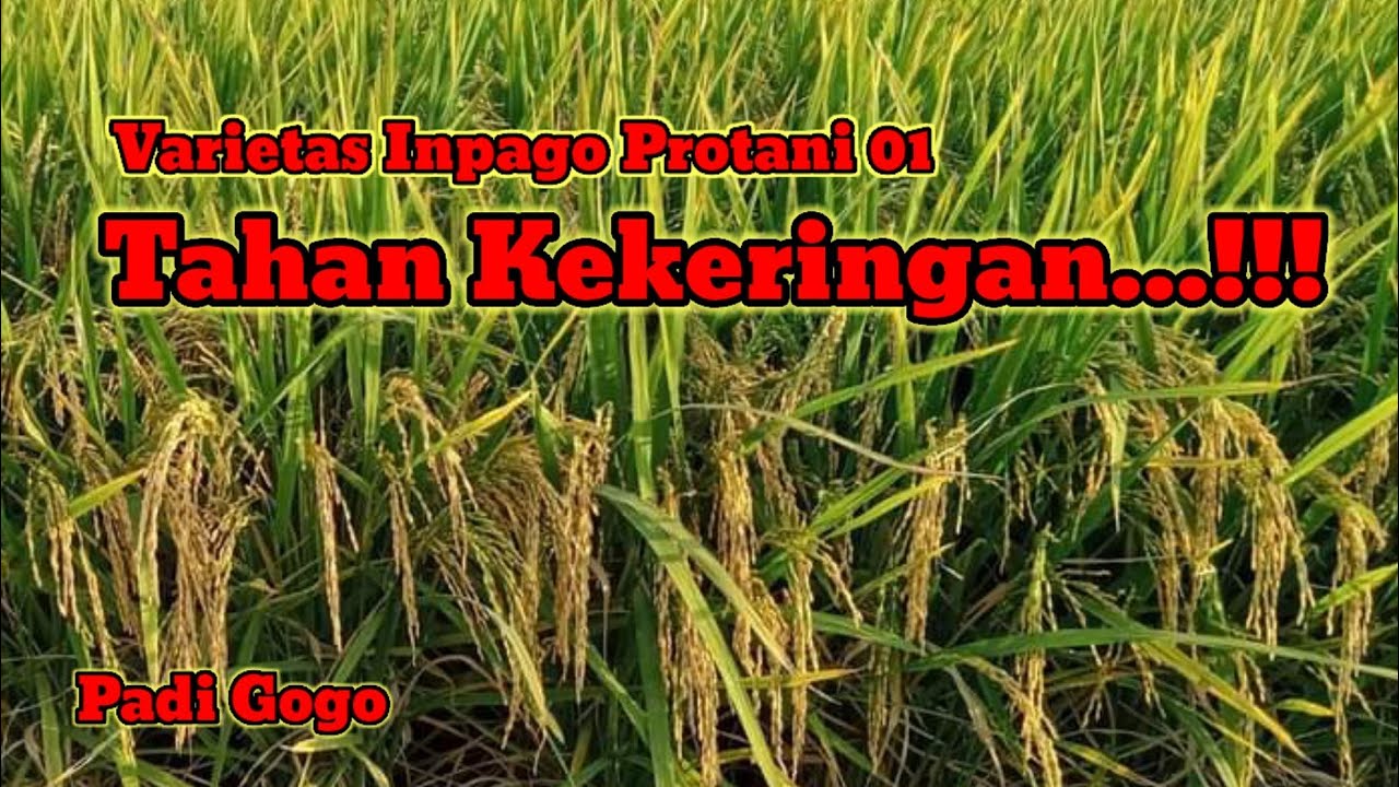PADI VARIETAS UNGGUL || INPAGO PROTANI 01 || PADI GOGO - YouTube