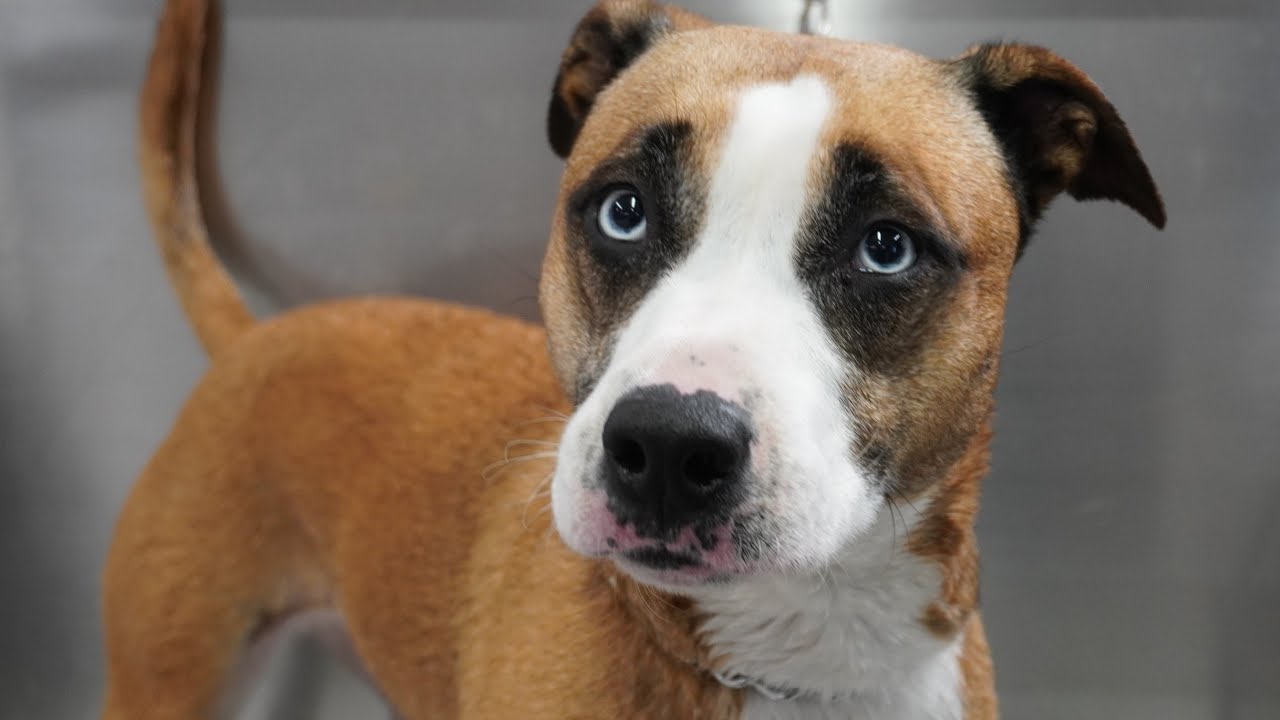 White Pitbull Rottweiler Mix Puppies