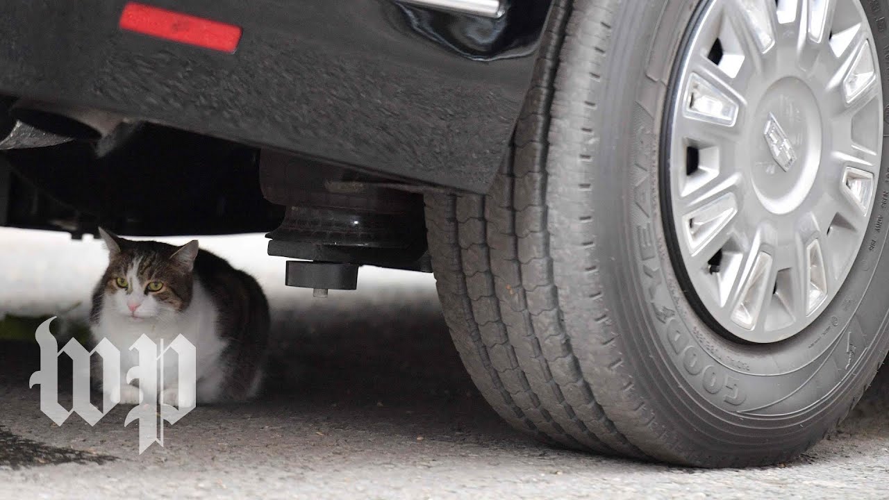 Meet Larry the cat, British sensation | The Washington Post - YouTube