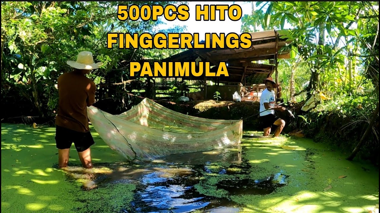 HITO FARMING PANIMULA SA AREA#2. 500PCS, - YouTube