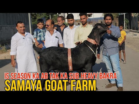 Irfan Bhai Samaya Goat Farm Ka Heavyweight Bakra. - YouTube