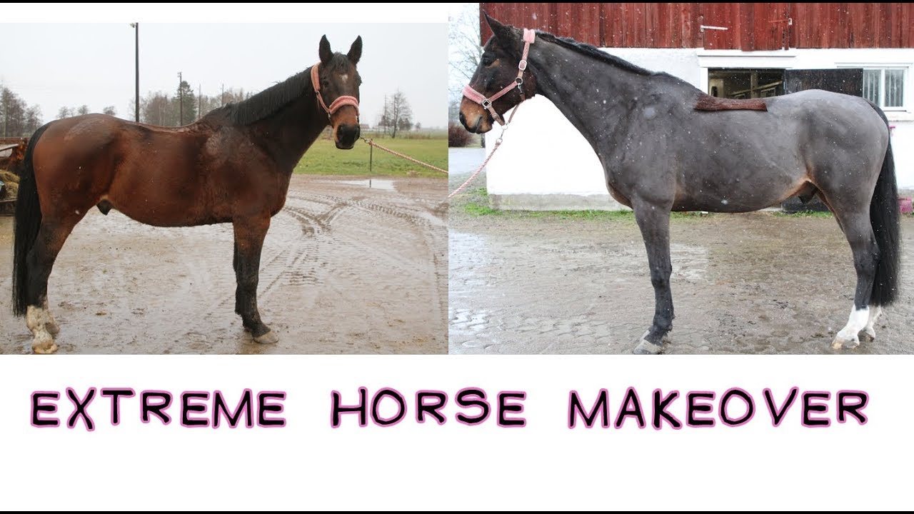 EXTREME HORSE MAKEOVER - Boppen - YouTube