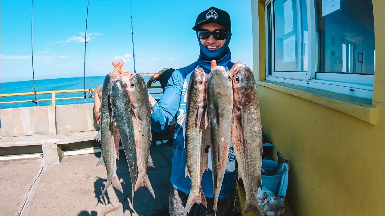 Uma das maiores LOUCURAS de peixe que já vi na vida. CARDUME de TAINHAS ...