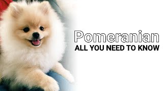 Meet the Pomeranian (The Perfect and Perky Family Dog) ... | Doovi