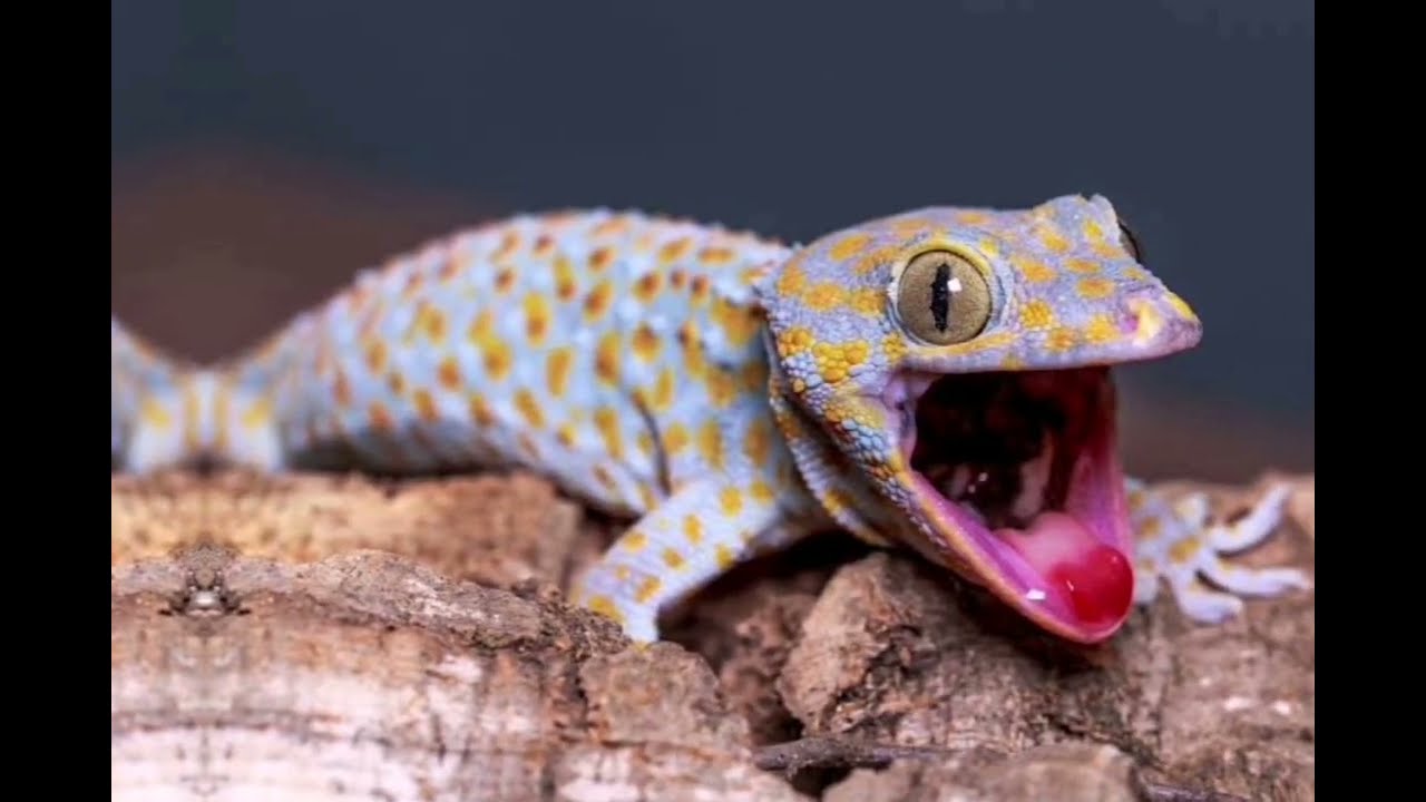 GECKO SOUNDS and Pictures of Gecko - YouTube