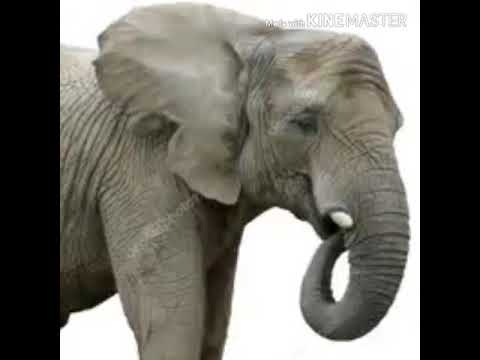 Elephant Scream 🐘 🔊 - YouTube